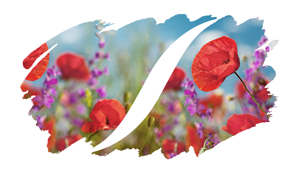 Blumig-Blumig online kaufen | L’arise